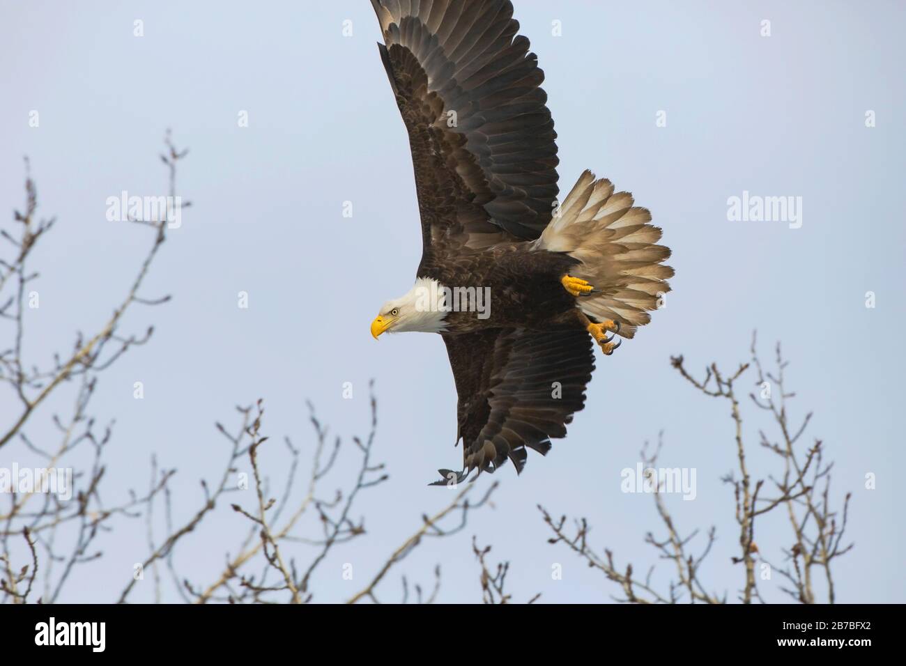 Bald Eagle hunting, flying low over tree top, alert Stock Photo - Alamy