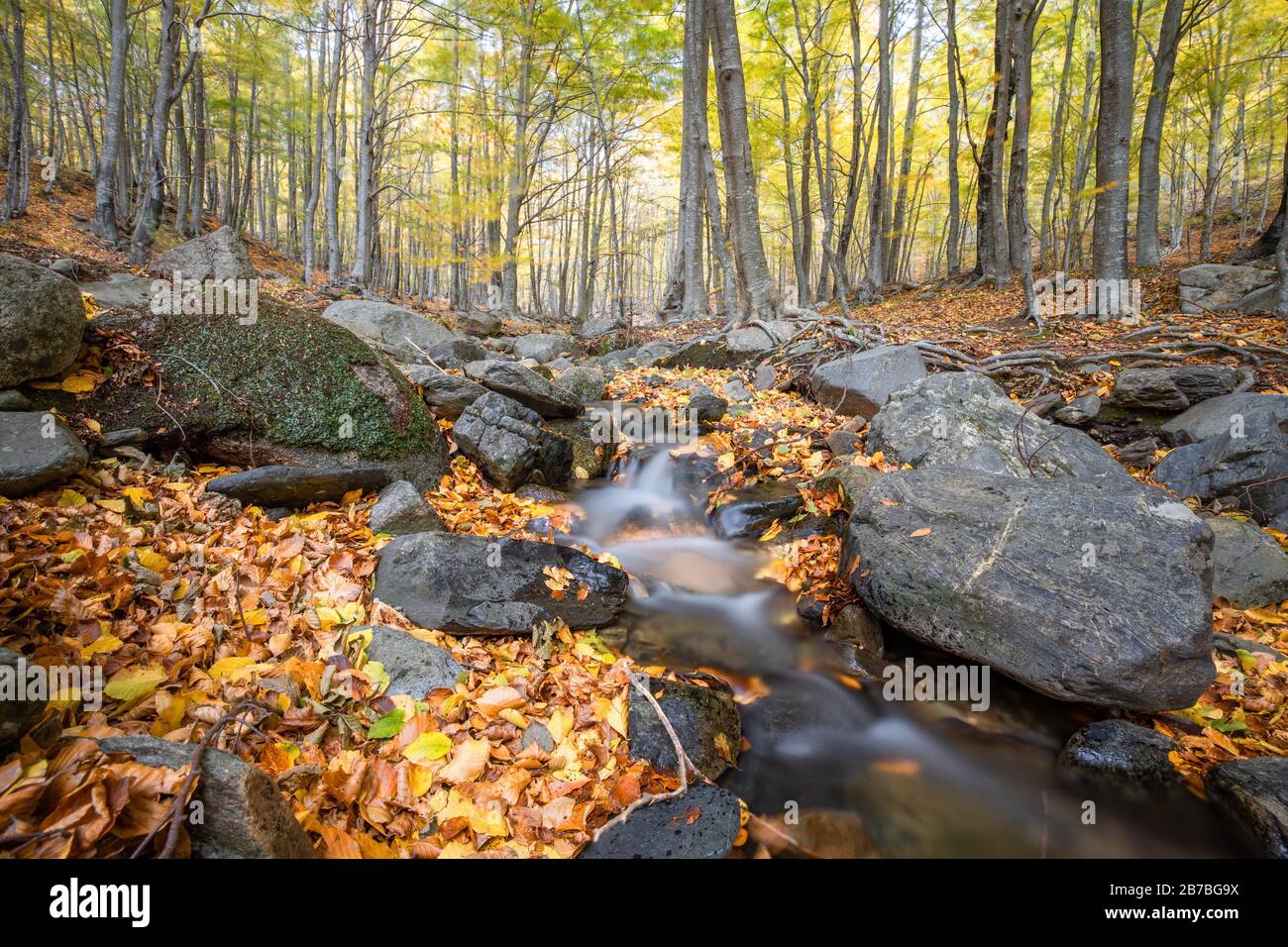Nice beech forest in autumn in Spain with a small creek, mountain ...