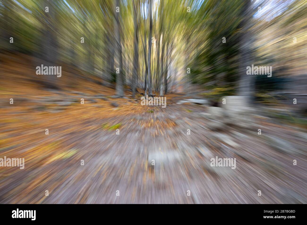 Dynamic picture in a autumn forest, using lens zoom Stock Photo - Alamy