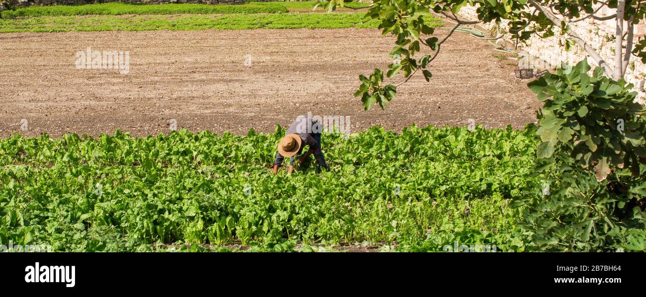 Growing sprouted agricultural crops in spring field Stock Photo - Alamy