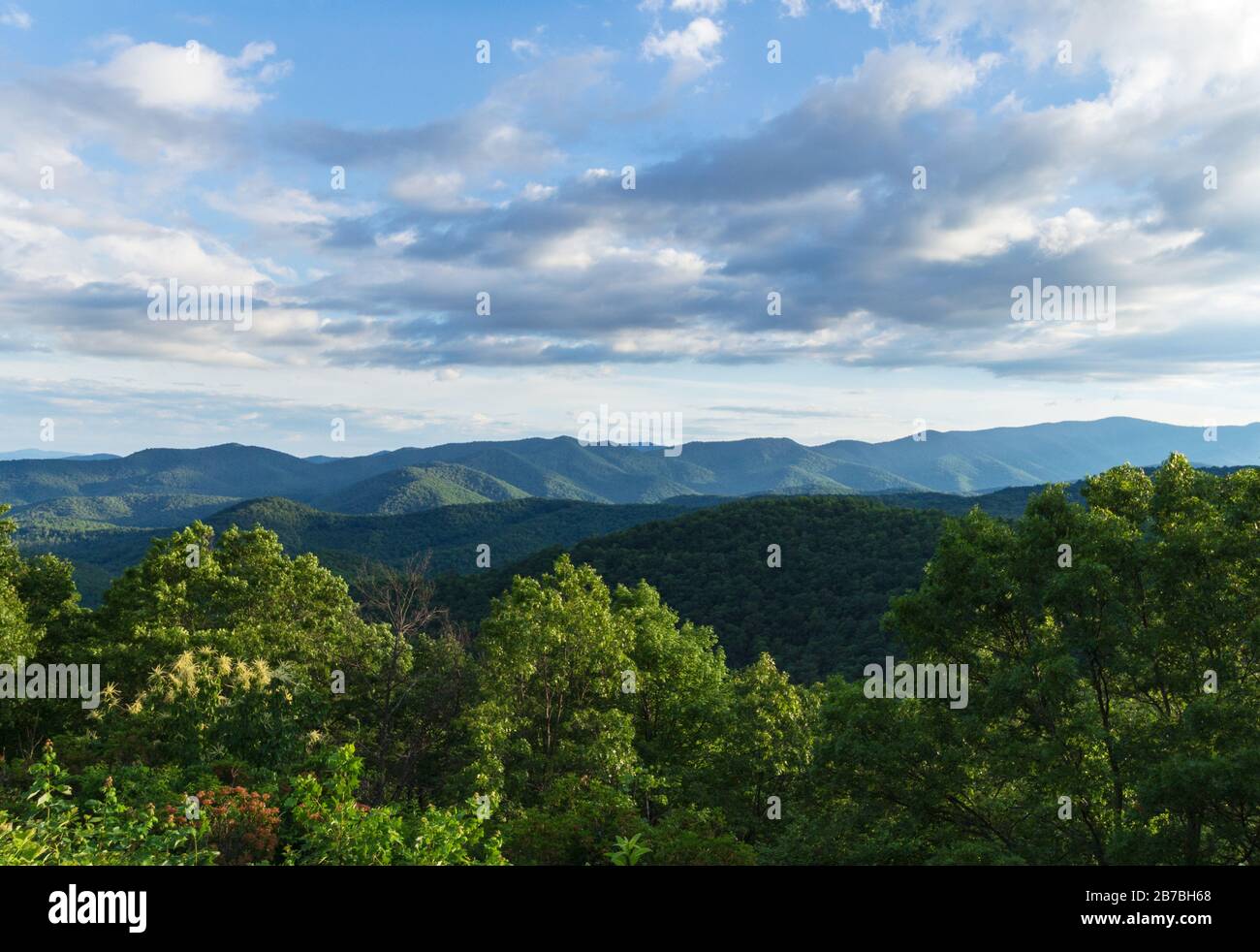American chestnut tree hi-res stock photography and images - Alamy