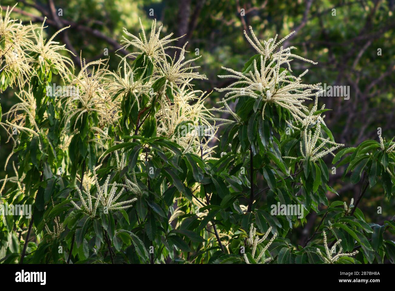 An American Chestnut tree (Castanea dentata) on the Blue Ridge Parkway ...
