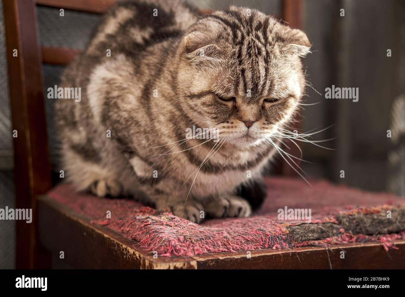 Cat, Scottish Fold, depressed, she sat on an old, scratched chair and ...