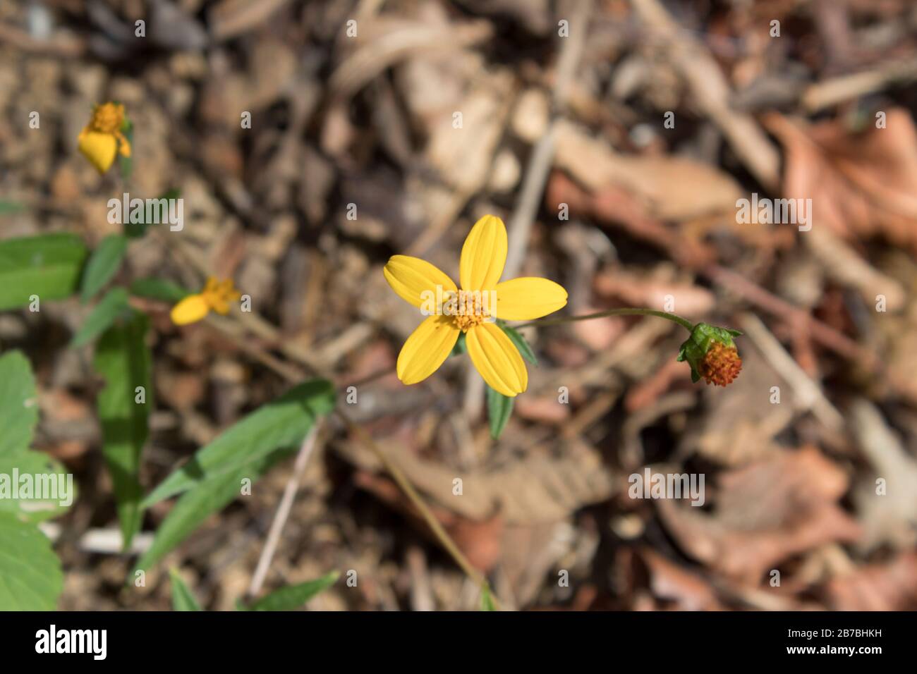 Flower with five petals hi-res stock photography and images - Alamy