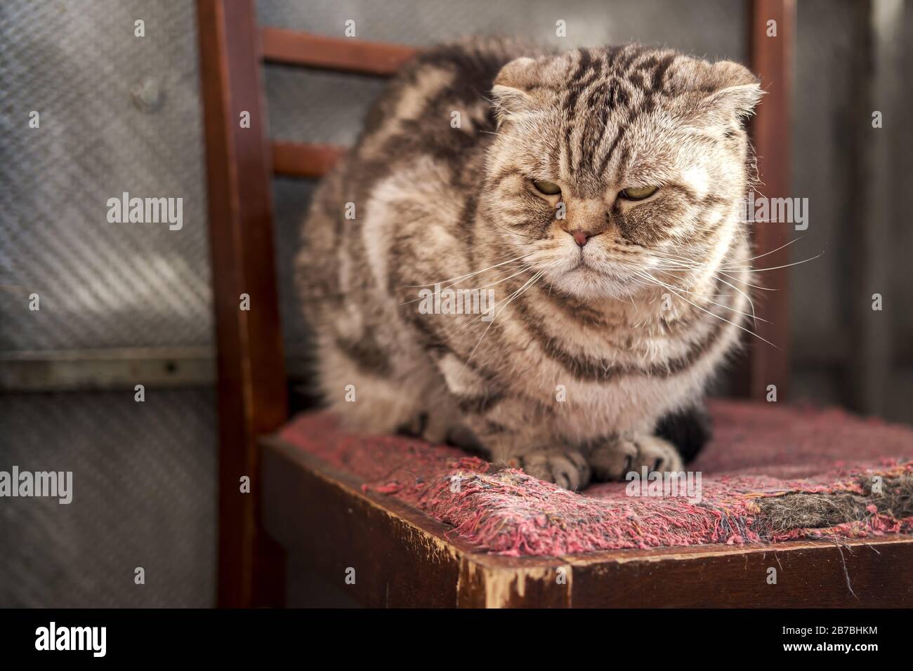 Cat, Scottish Fold, depressed, she sat on an old, scratched chair and ...