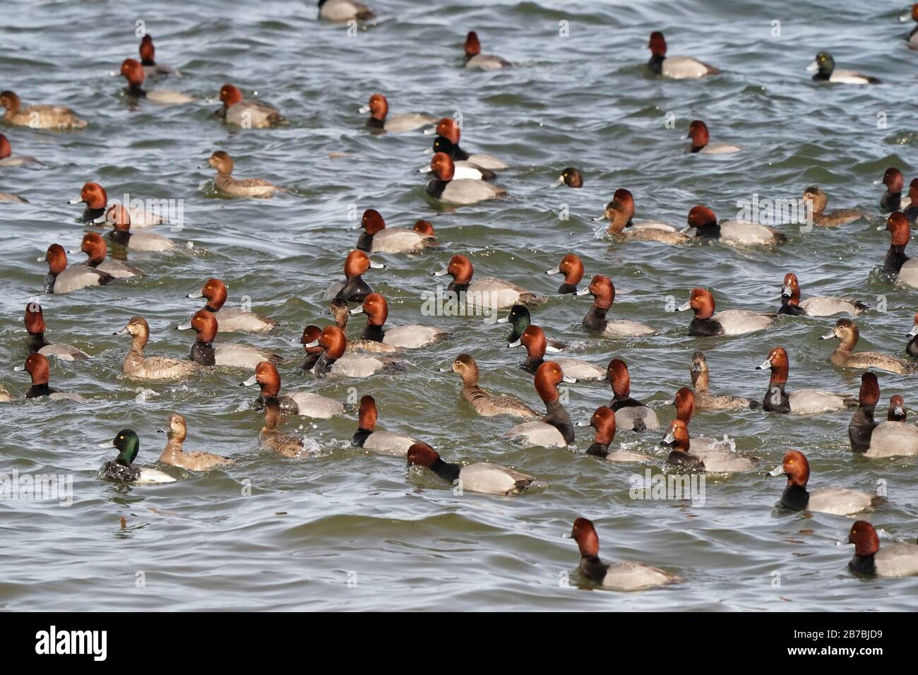 Large flock of Red head ducks migrating Stock Photo - Alamy
