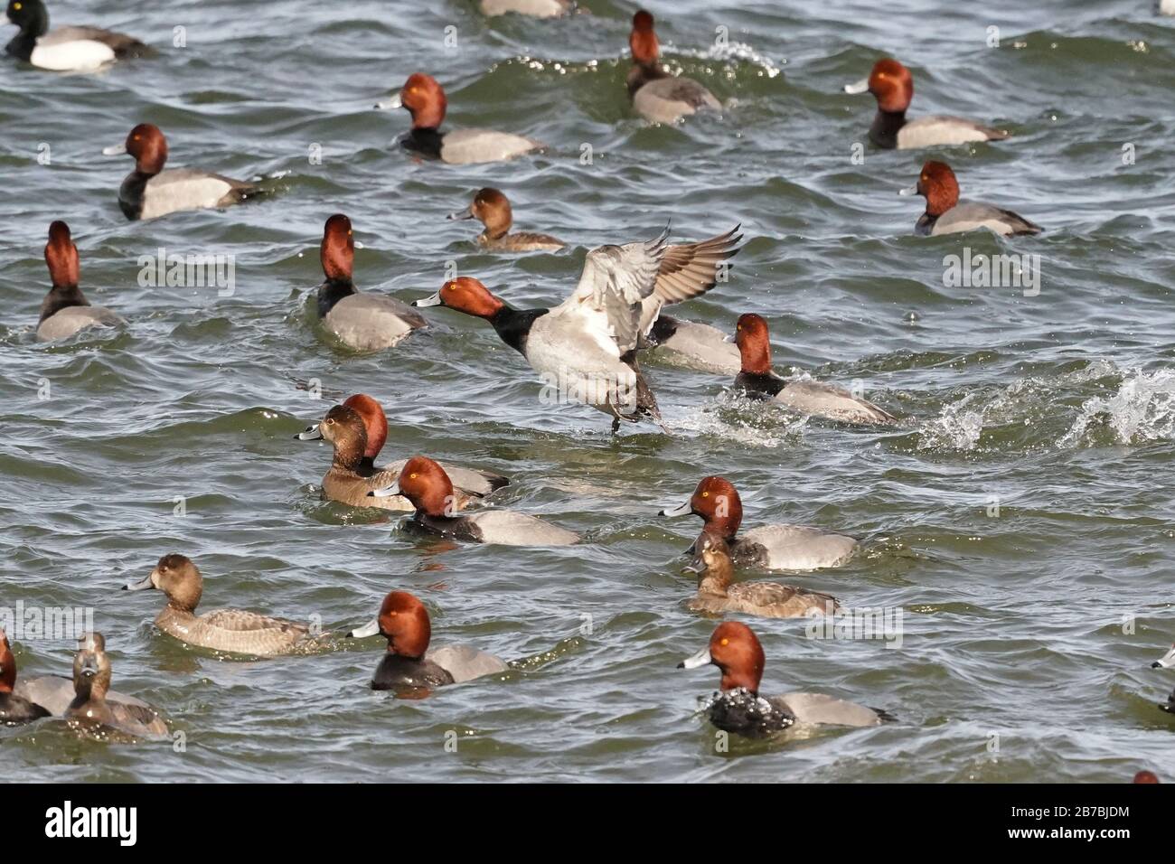 Rafts of thousands of migrating ducks hi-res stock photography and ...