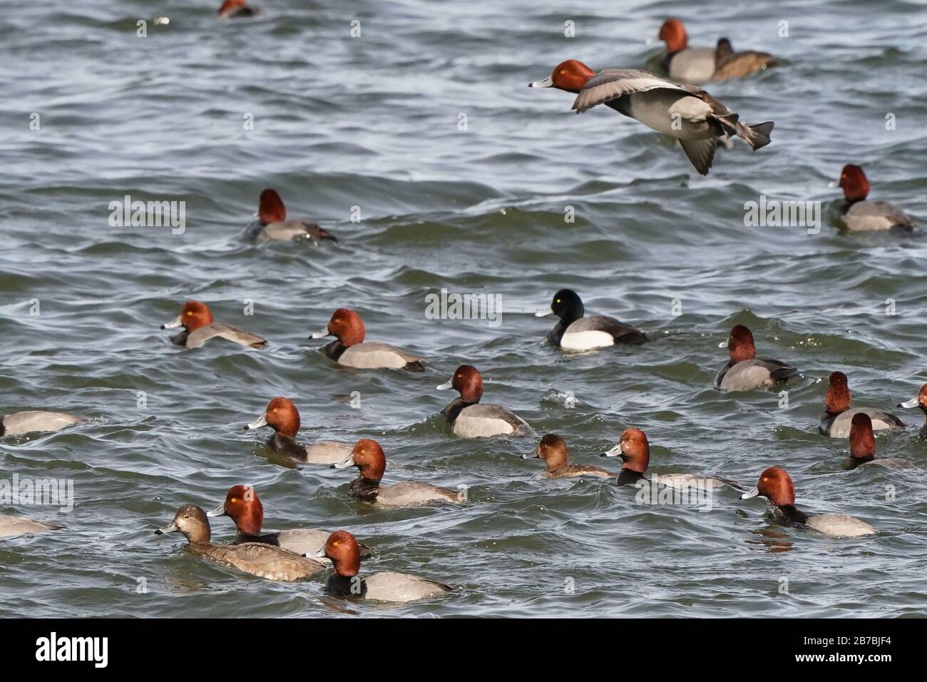 Large flock of Red head ducks migrating Stock Photo - Alamy