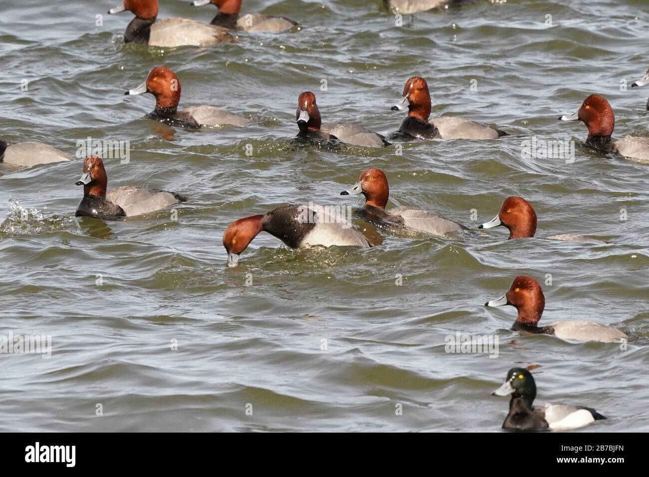 Large flock of Red head ducks migrating Stock Photo - Alamy