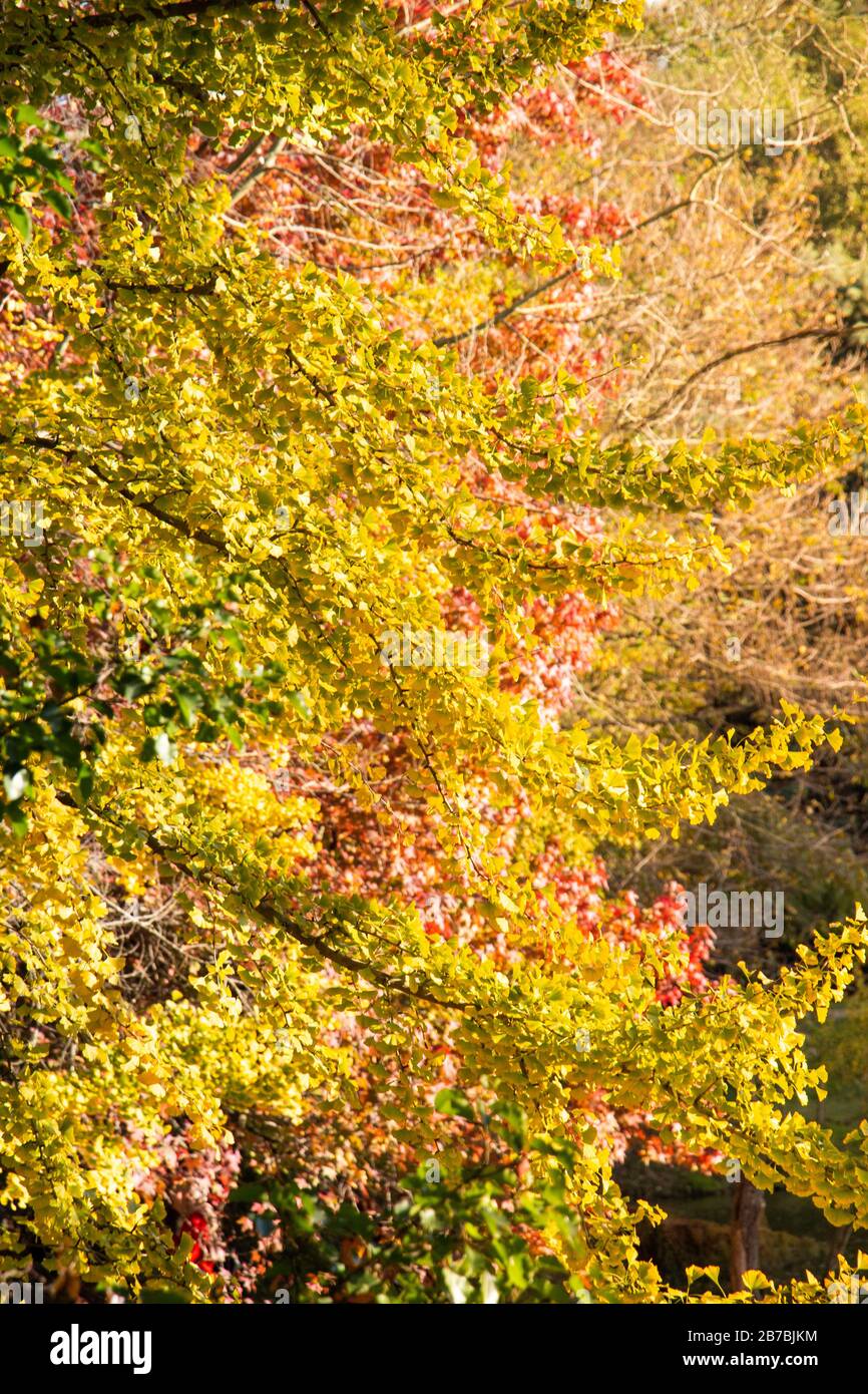 Autumn tree leaves texture background. leaf background texture Stock ...