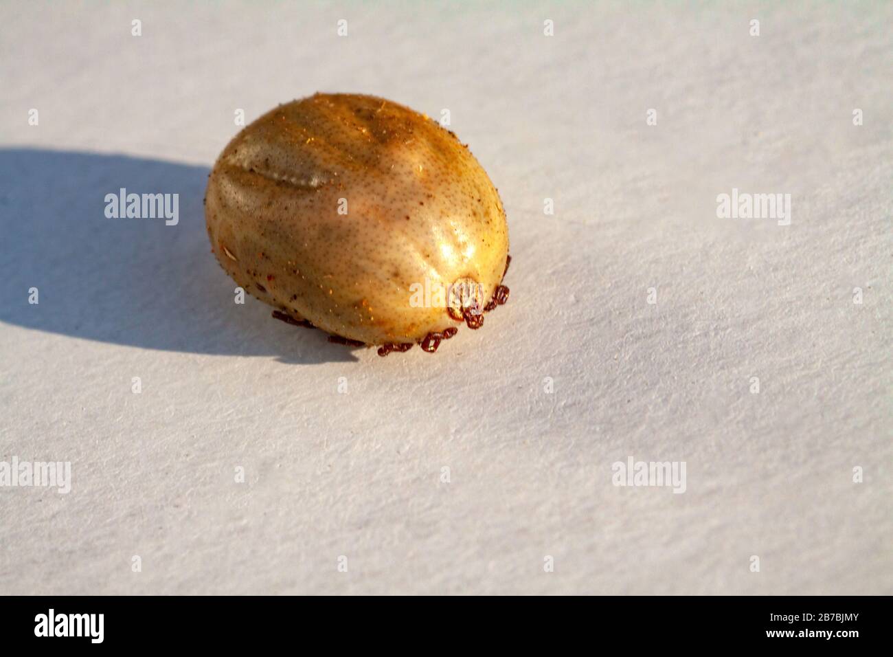 A true ixodid mite blood sucking parasite carrying the acarid disease ...