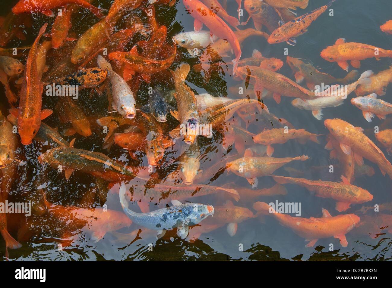 Koi Fish swimming in water Stock Photo - Alamy