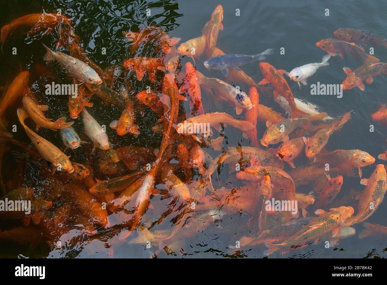 Koi Fish swimming in water Stock Photo - Alamy