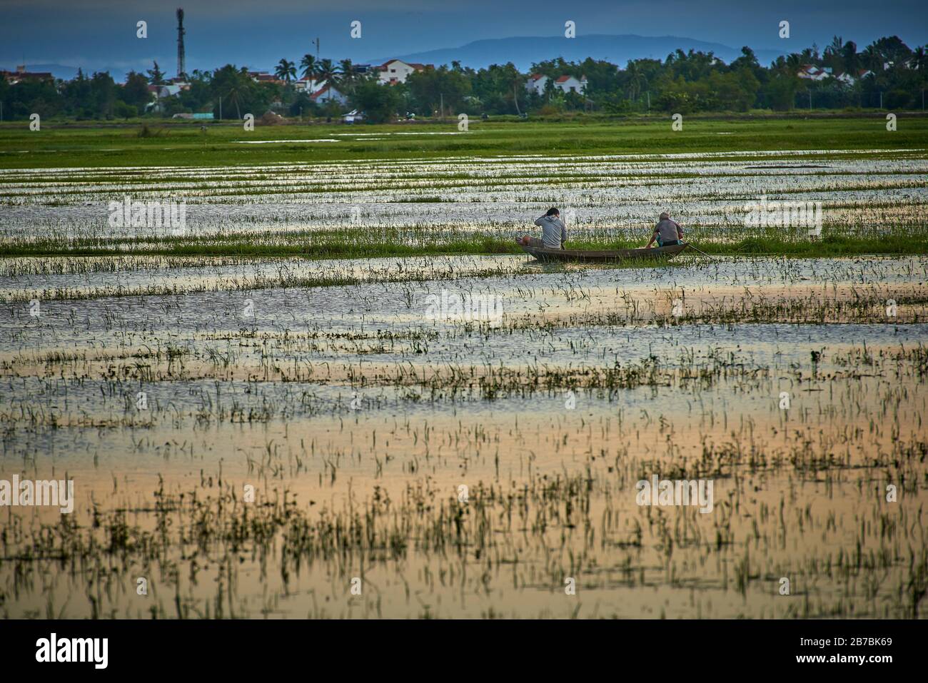 Rice fields at sunset in Hoi AN, Vietnam Stock Photo - Alamy