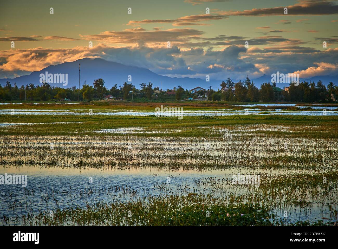 Rice fields at sunset in Hoi AN, Vietnam Stock Photo - Alamy