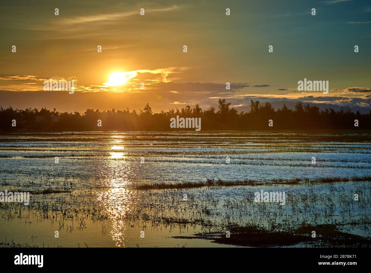 Rice fields at sunset in Hoi AN, Vietnam Stock Photo - Alamy
