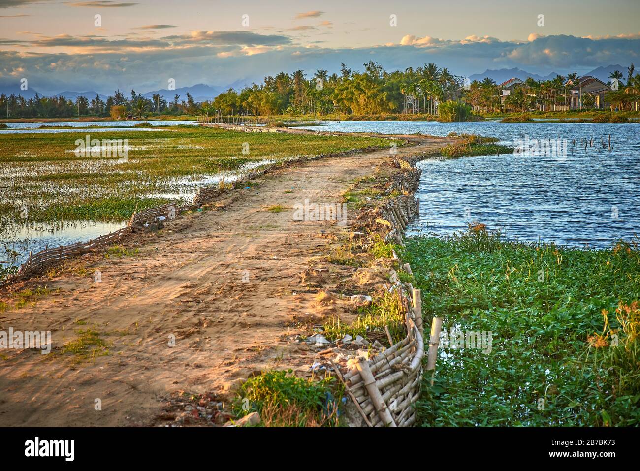 Rice fields at sunset in Hoi AN, Vietnam Stock Photo - Alamy