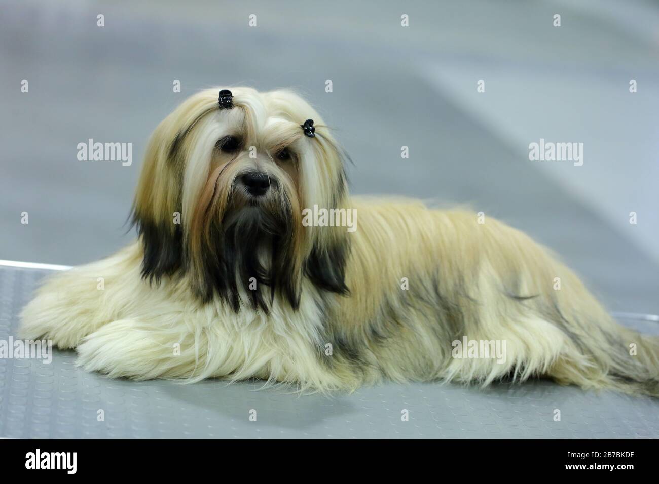 A dog is a man's most faithful four-legged friend Stock Photo - Alamy