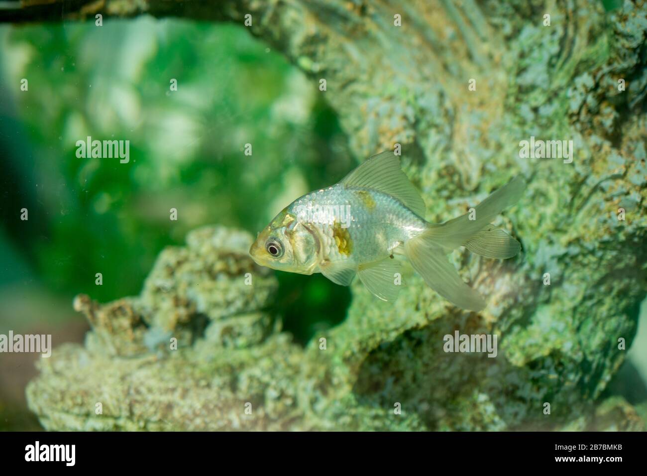 Colorful fish swimming in an aquarium Stock Photo - Alamy