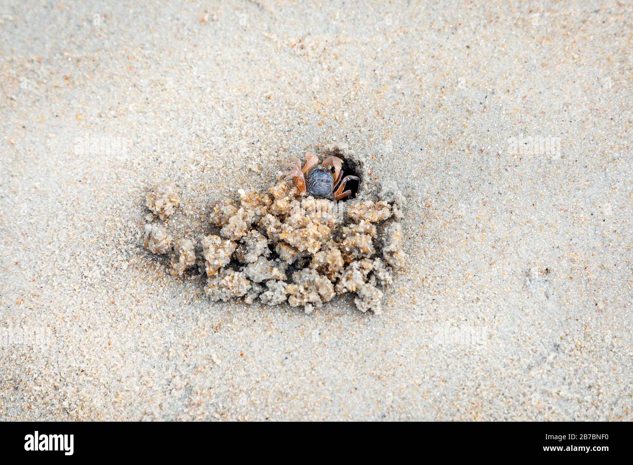 Sand Bubbler crab in burrow and with the feeding sand balls, in the ...