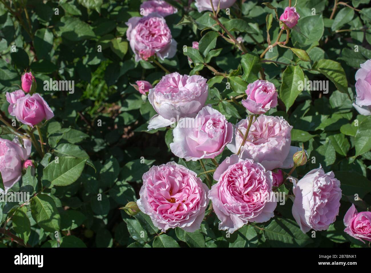 Blooming beautiful colorful roses in the garden background Stock Photo ...