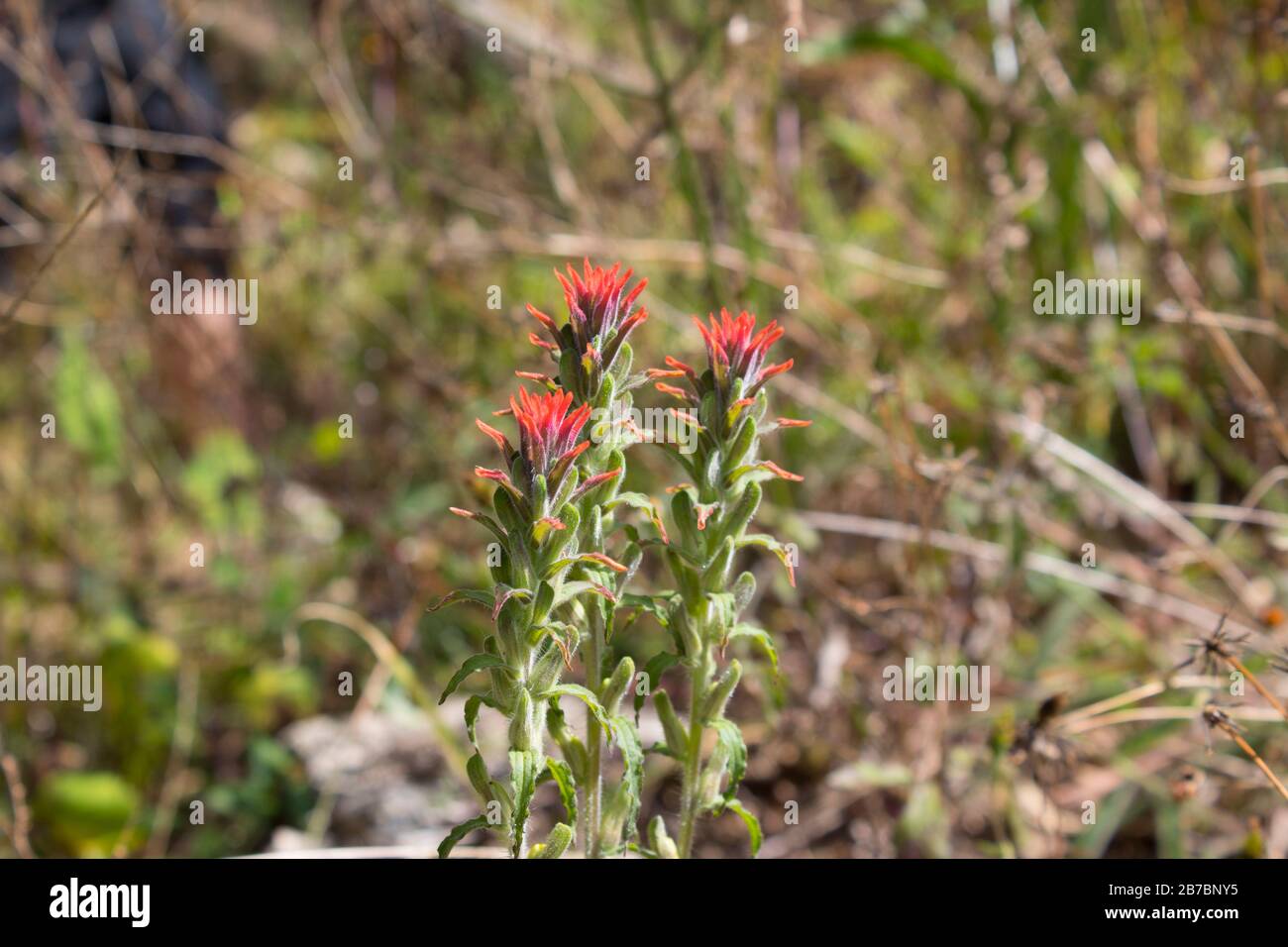 Small flowers growing in nature Stock Photo - Alamy