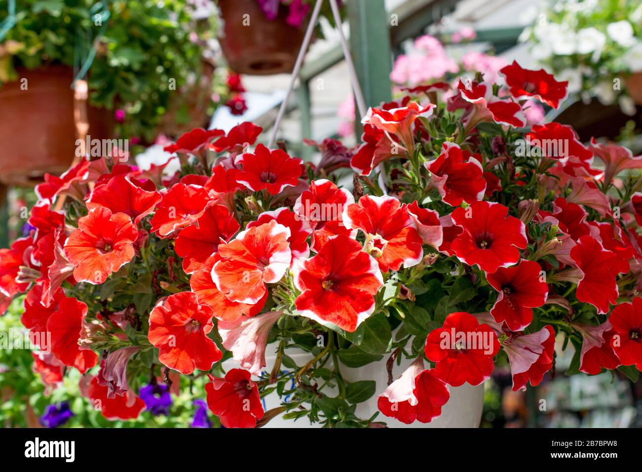 Beautiful fresh flowers in nature background Stock Photo - Alamy