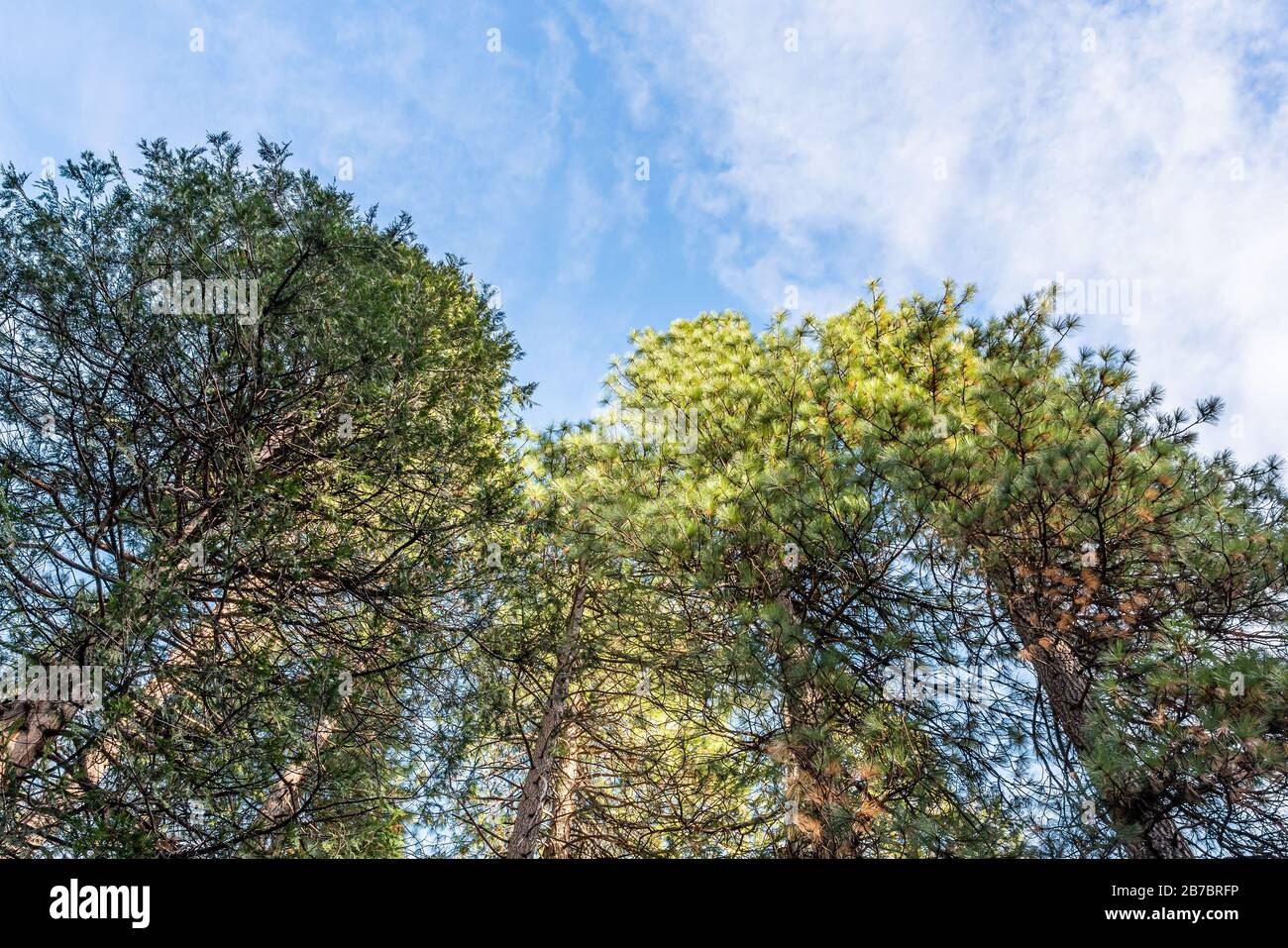 Yosemite National Park Valley, forest with colorful trees and ancient ...