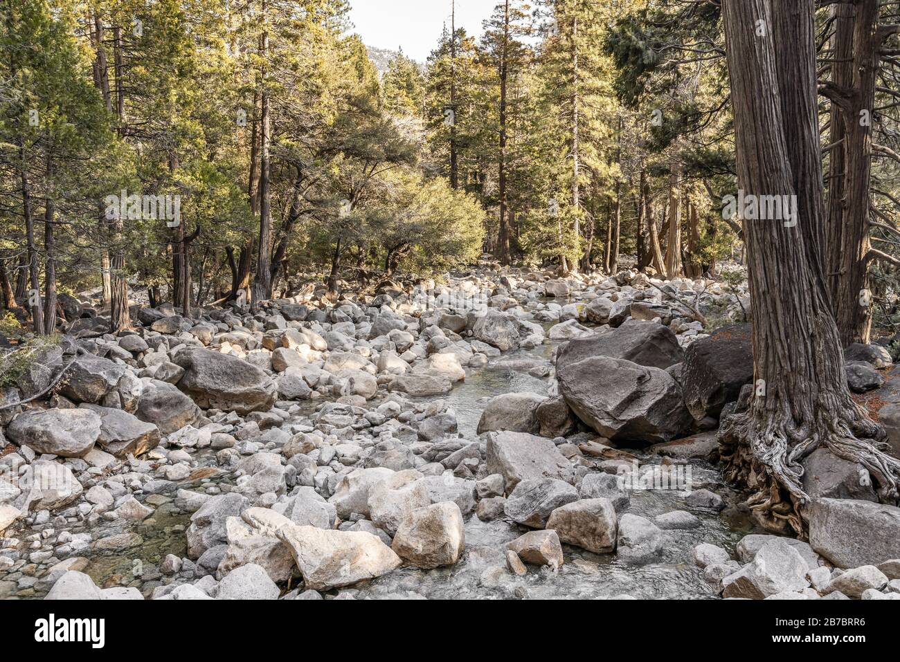 Yosemite National Park Valley, forest with colorful trees and ancient ...
