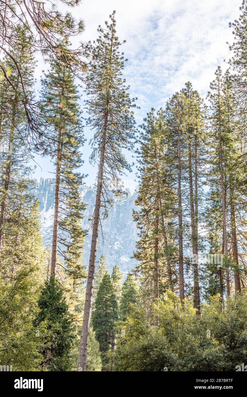 Yosemite National Park Valley, forest with colorful trees and ancient ...