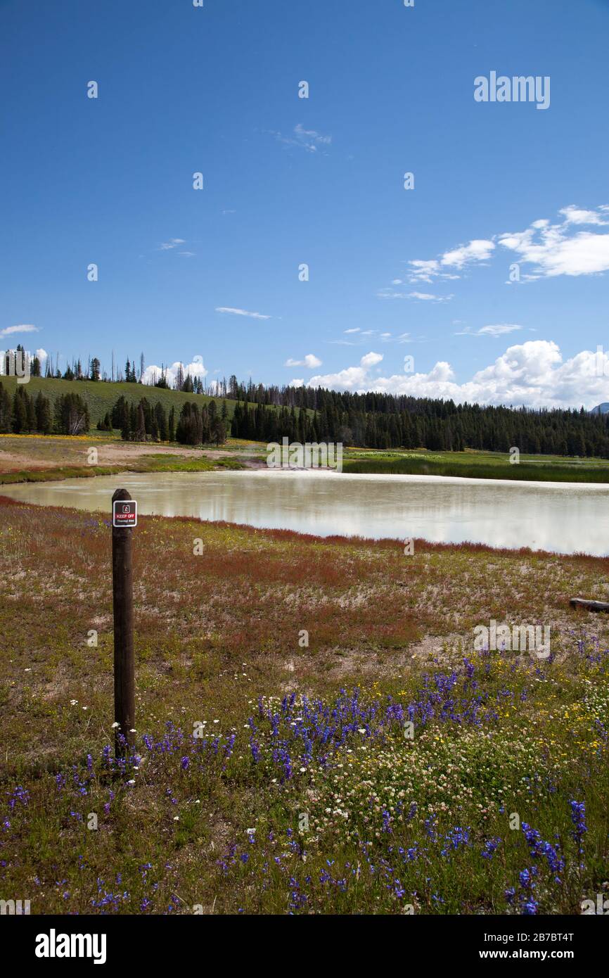 Steam rising from Beach Springs with purple and yellow wildflowers and ...