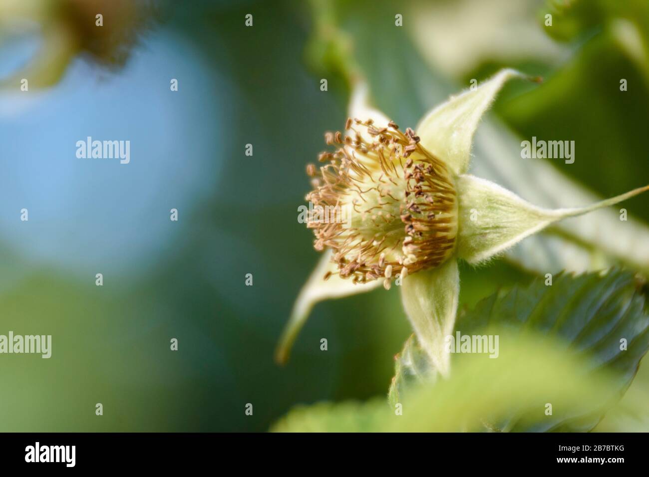 Close up view of a Raspberry fruit on its maturation process Stock ...