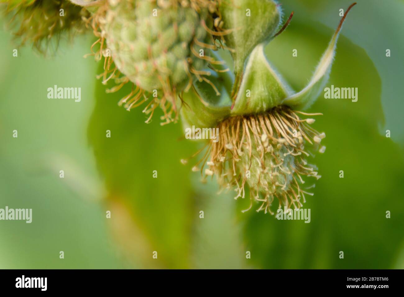 Maturation process hi-res stock photography and images - Alamy