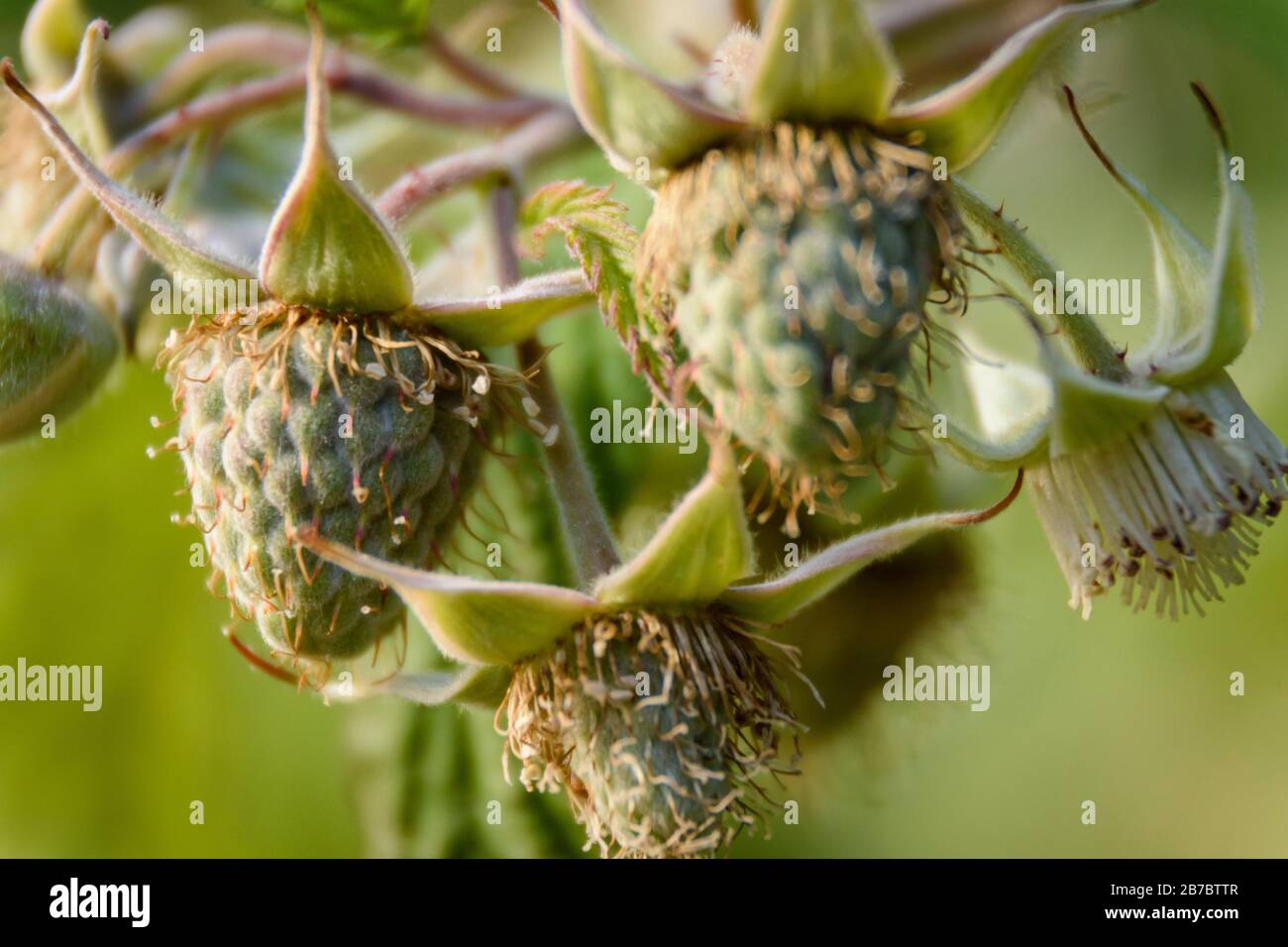 Close up view of a Raspberry fruit on its maturation process Stock ...