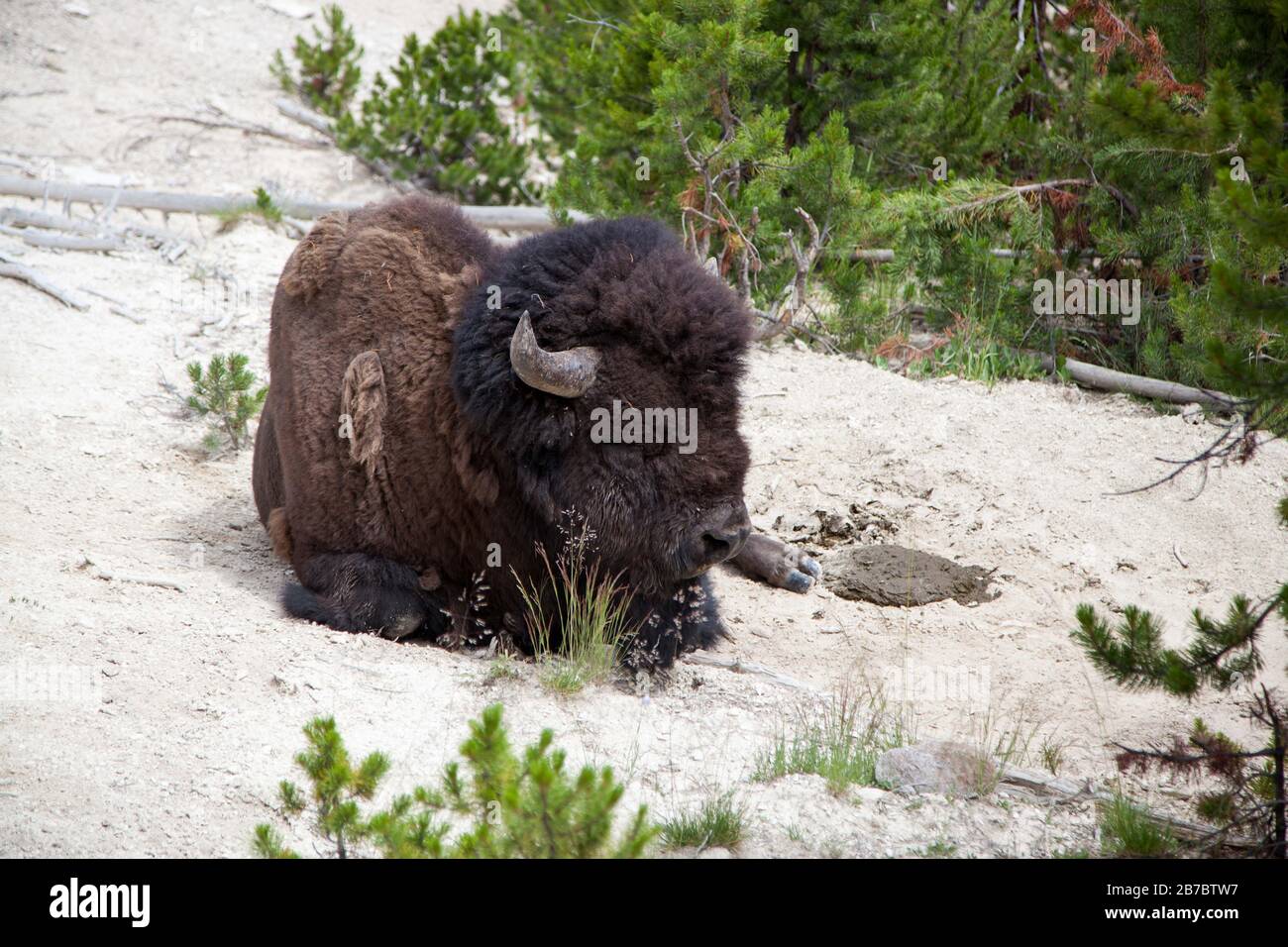 A large bison bull laying on the dirt ground and sleeping in the ...