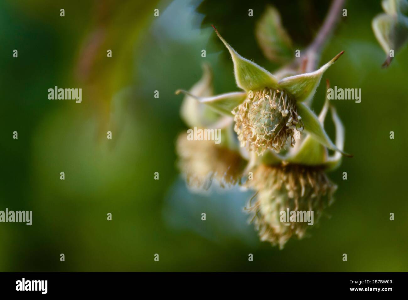 Close up view of a Raspberry fruit on its maturation process Stock ...