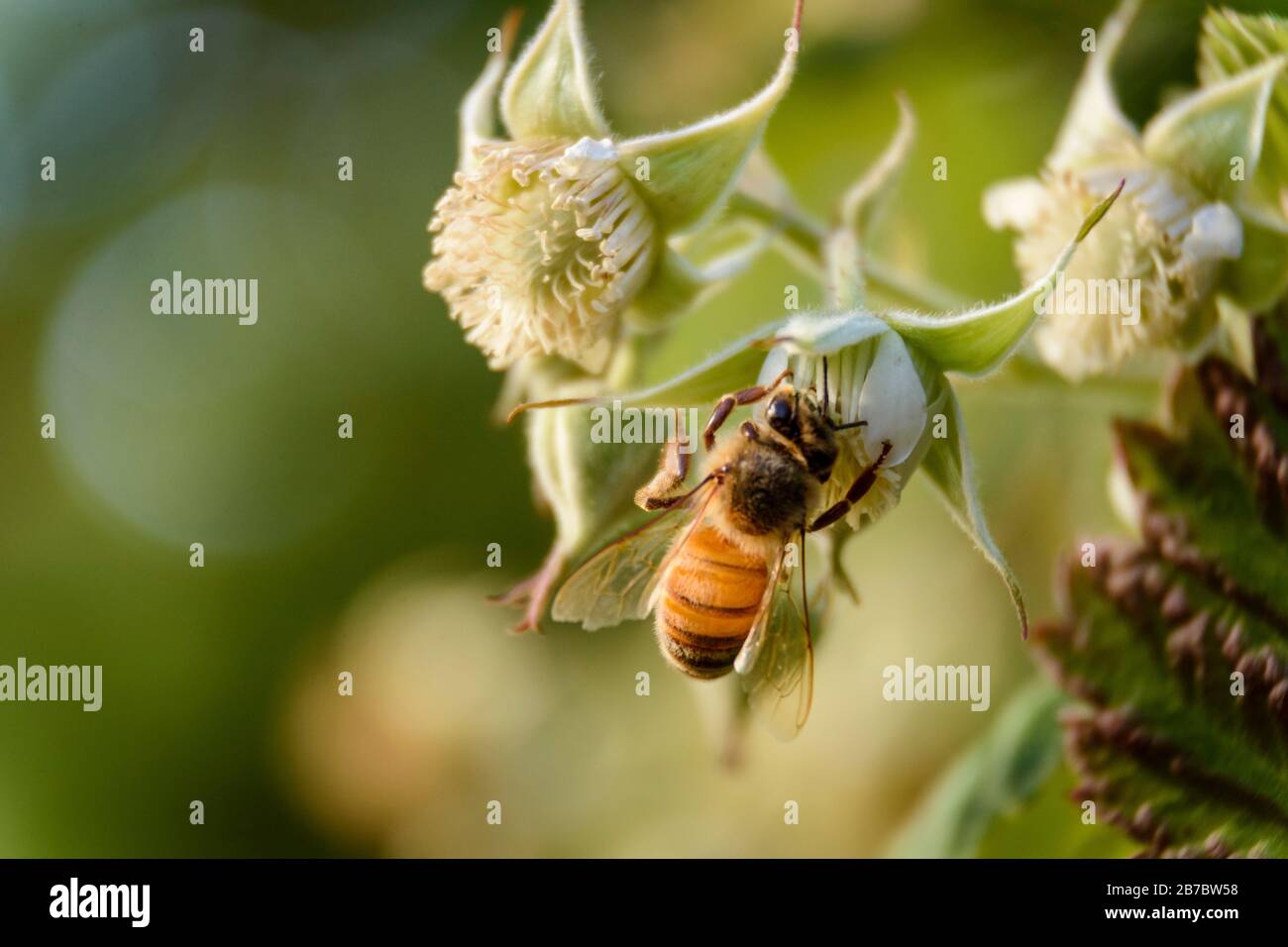 Raspberry plant bloom bee hi-res stock photography and images - Alamy
