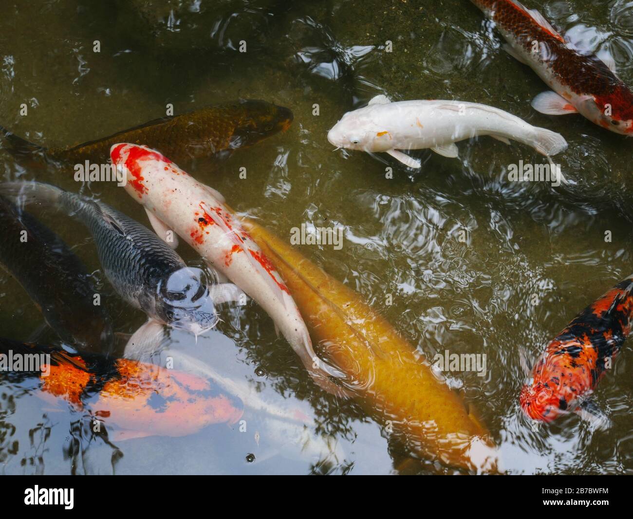 Koi carp swimming in Japanese pond Stock Photo - Alamy