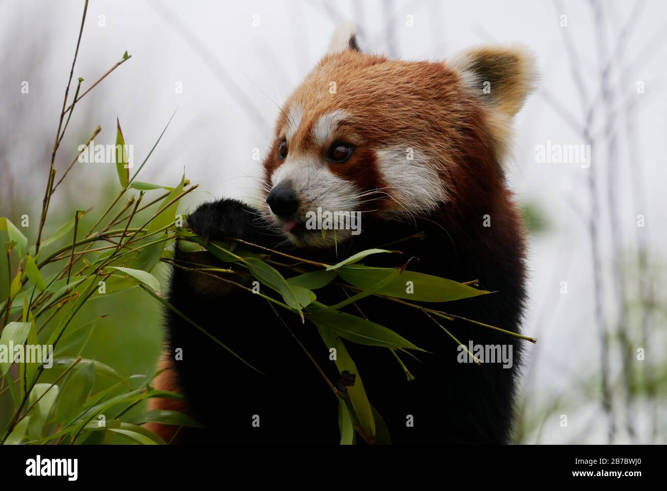 Red panda eating bamboo hi-res stock photography and images - Alamy