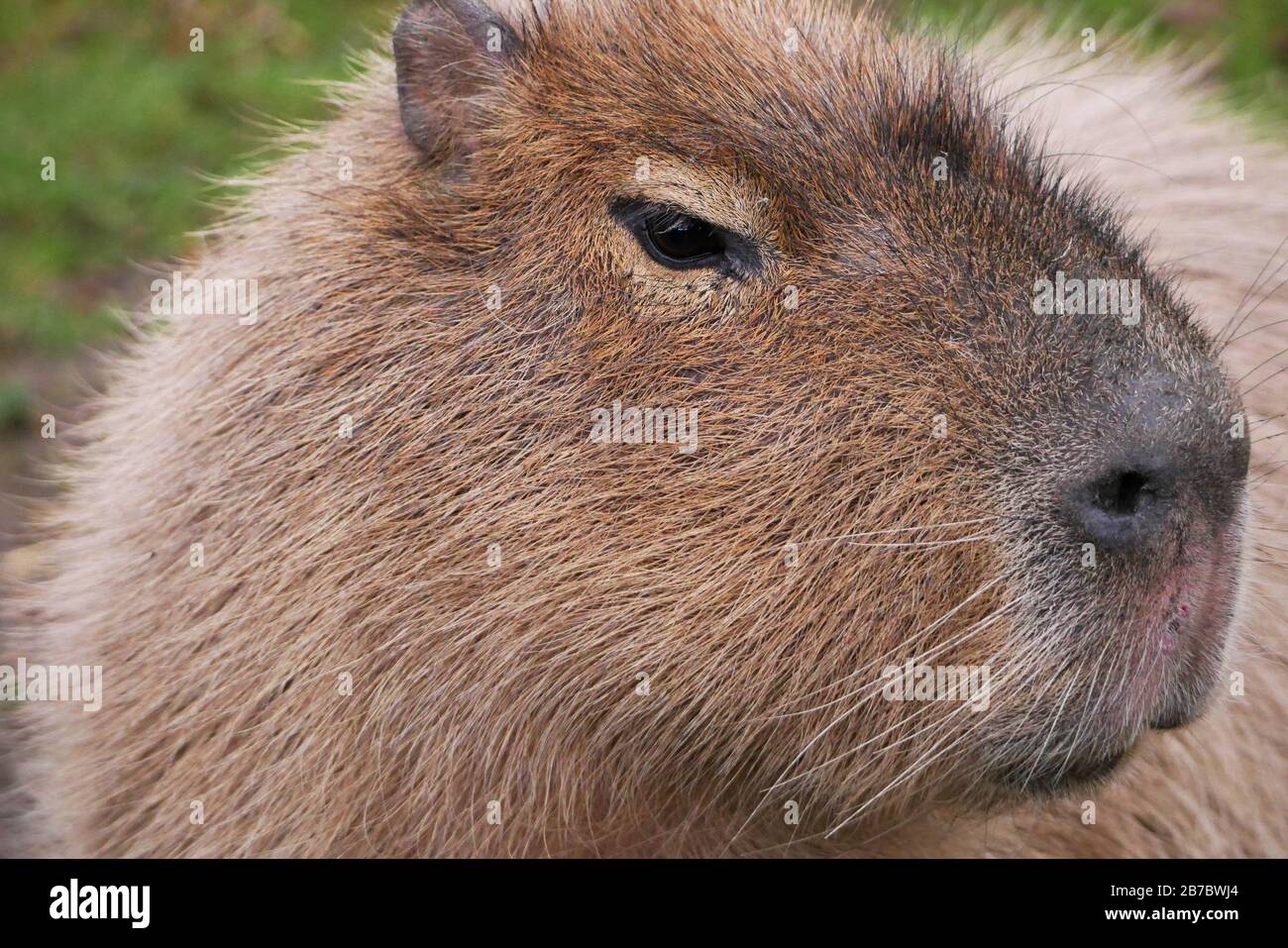 Young capybaras hi-res stock photography and images - Alamy