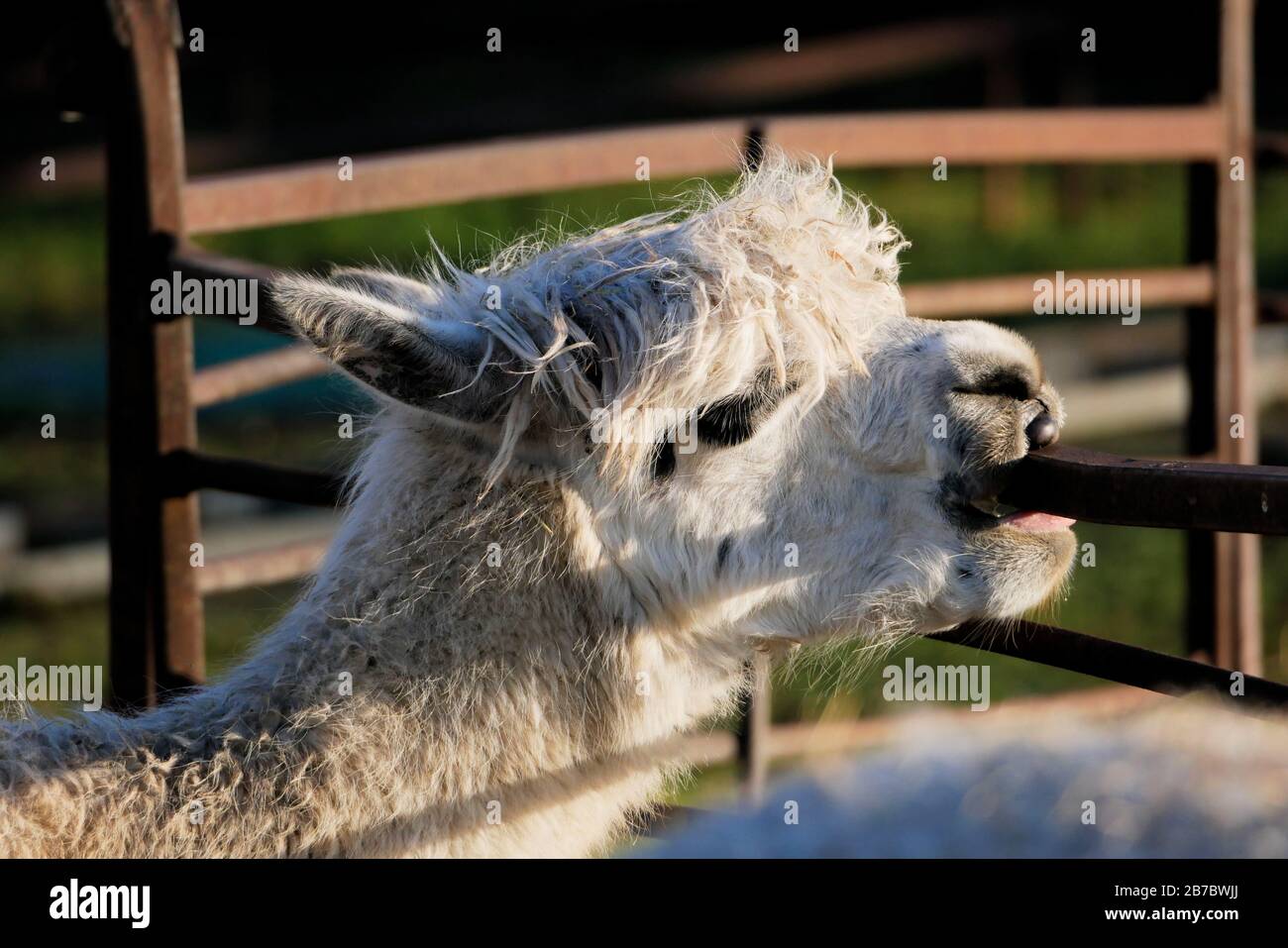 White llama chewing on fencing, sunlight falling across its face Stock ...
