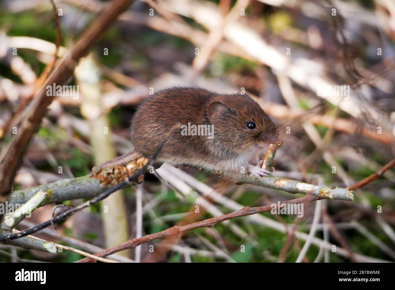 Mouse gnawing hi-res stock photography and images - Alamy