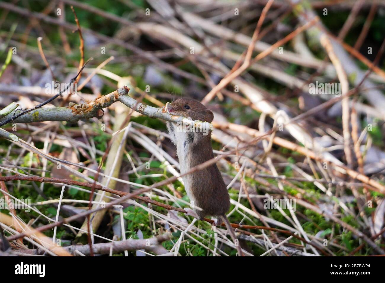 Mouse gnawing hi-res stock photography and images - Alamy