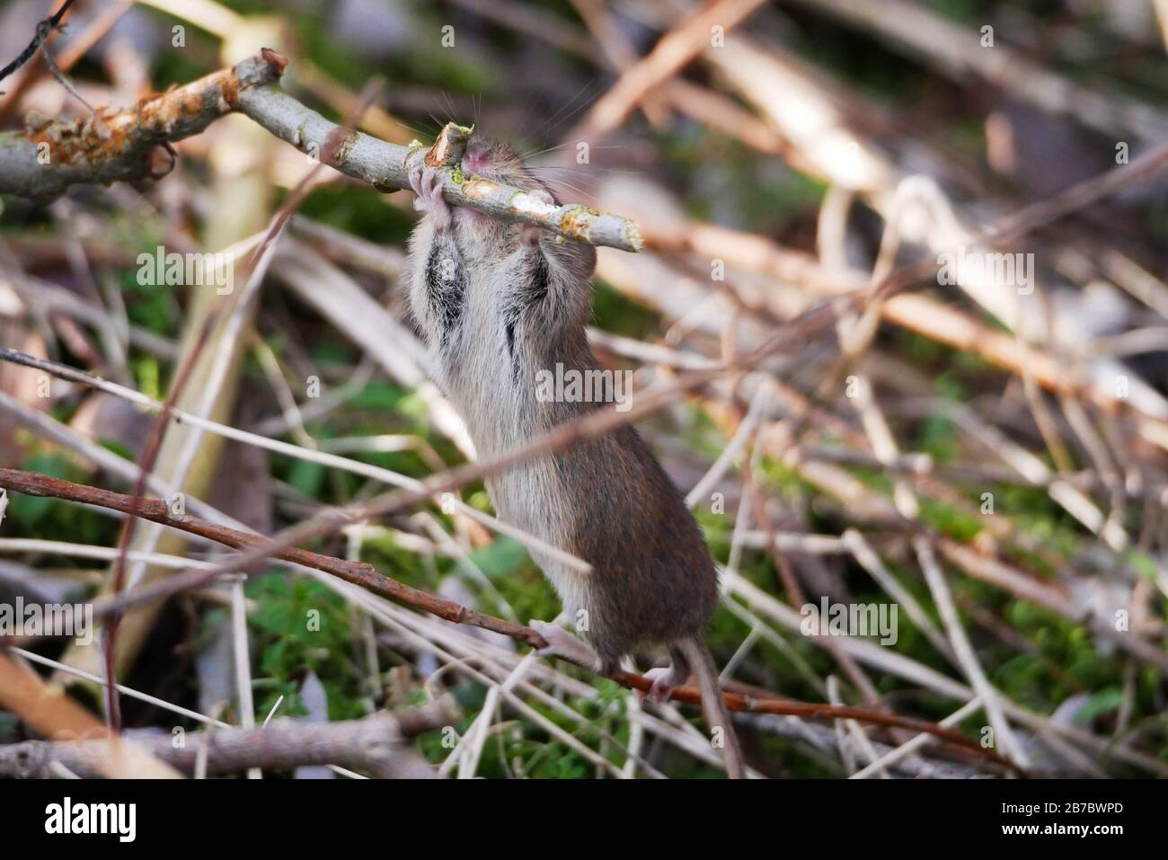 Mouse gnawing hi-res stock photography and images - Alamy