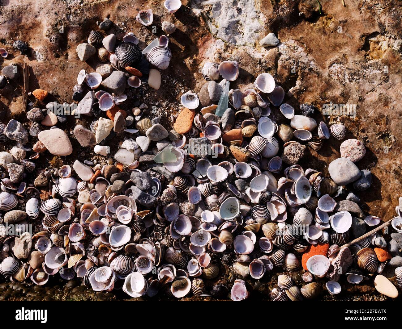 Small mixed shells hi-res stock photography and images - Alamy