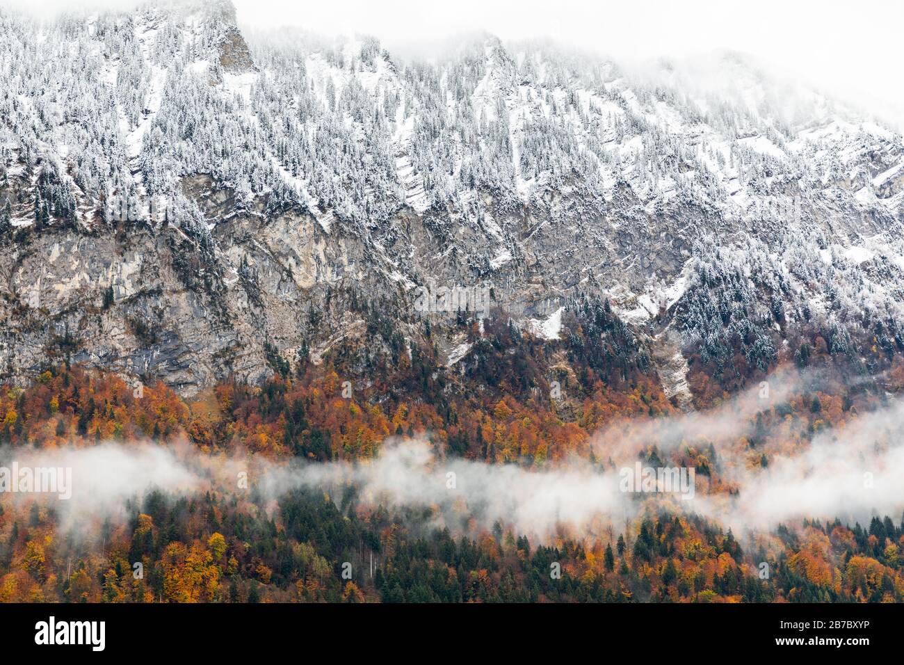 Snow-capped mountain with colorful of tree of Interlaken, Switzerland ...