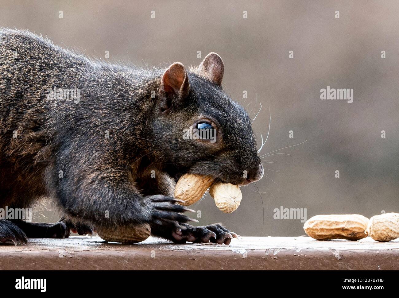 Peanut Eater High Resolution Stock Photography and Images - Alamy