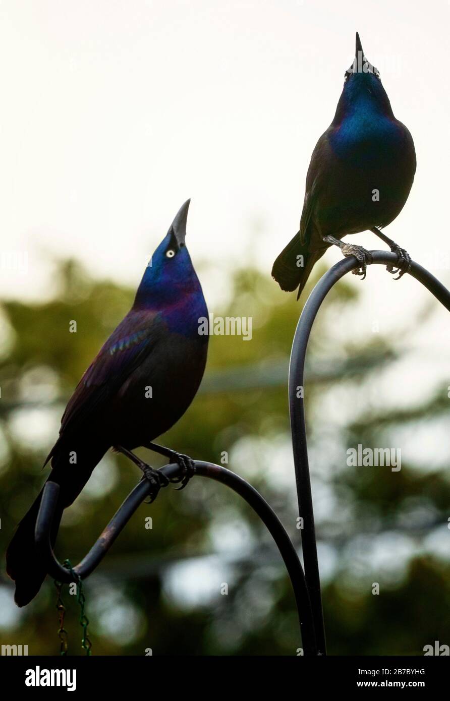Crow raven feeder hi-res stock photography and images - Alamy