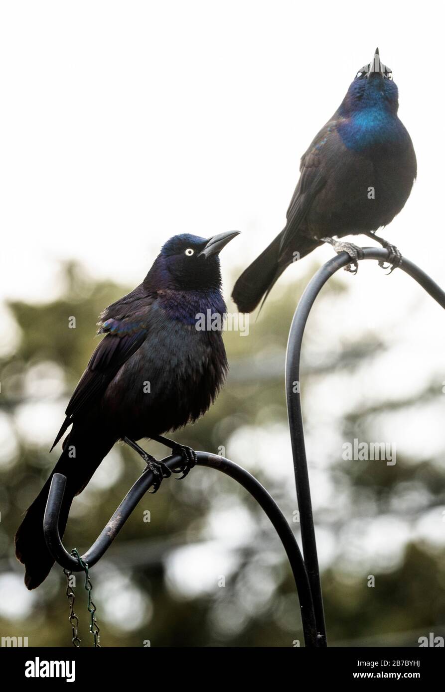 Crow raven feeder hi-res stock photography and images - Alamy