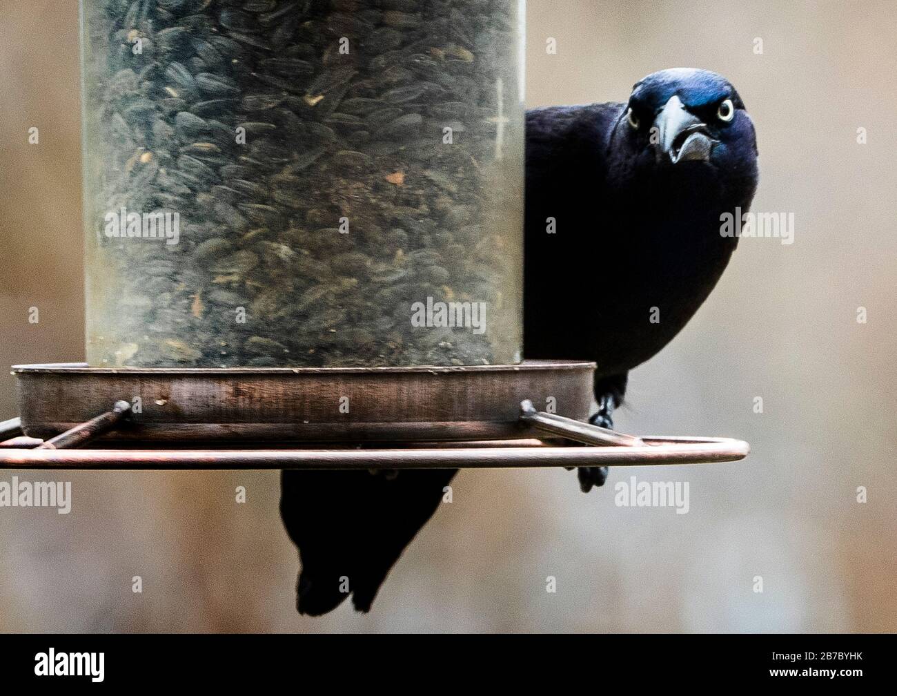 Crow raven feeder hi-res stock photography and images - Alamy